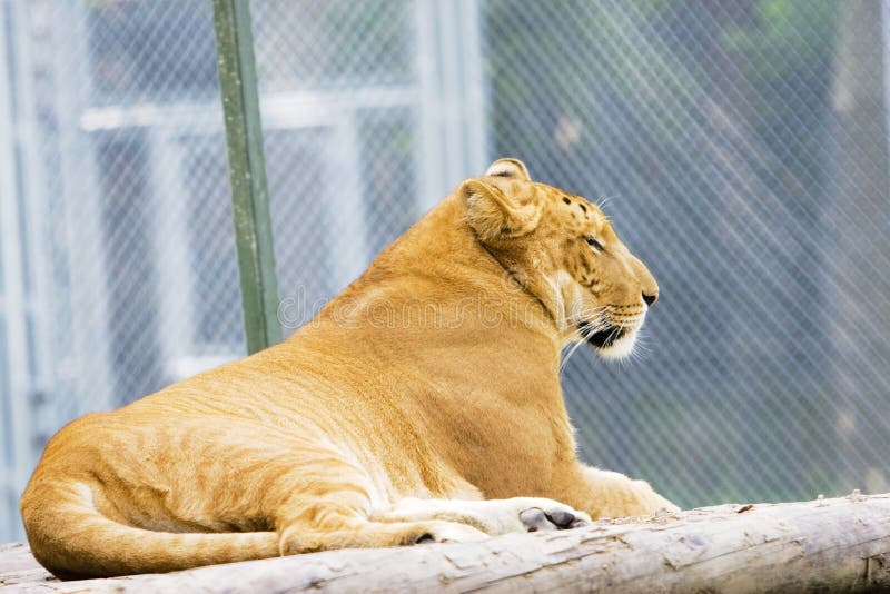 Liger stock photo. Image of wild, stare, siberian, siberia - 14720672