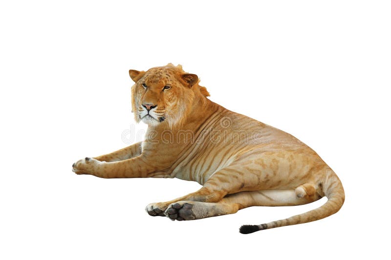 155 Liger Stock Photos - Free & Royalty-Free Stock Photos from Dreamstime
