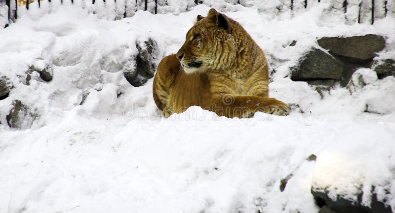 Liger Resting on the Snowy Rock Stock Image - Image of lion, snow: 1867963