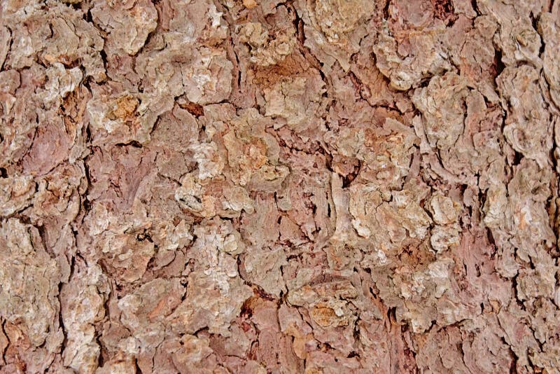 Spruce Tree Bark Close-up, Filled Frame Stock Image - Image of frame ...