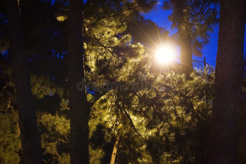 Light above the pine trees stock image. Image of trees - 96908499