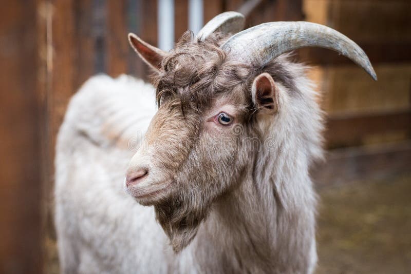 Light adult goat stock photo. Image of farm, front, goat - 112073000