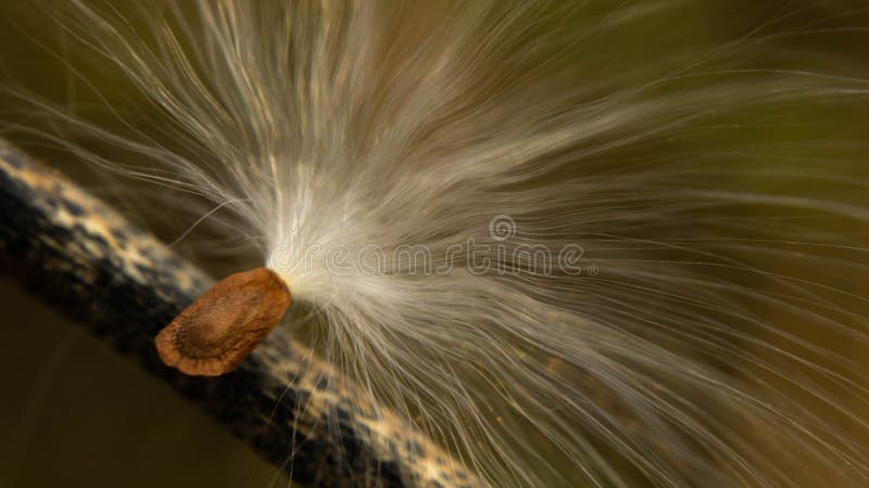 Light Airy Fluff of Ripe Milkweed, Autumn Day Stock Image - Image of ...