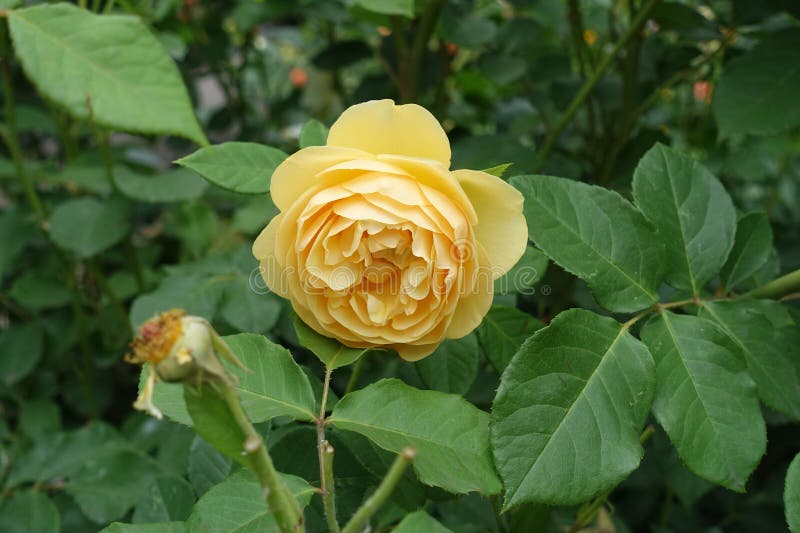 1 Light Amber Yellow Flower of Rose in June Stock Photo - Image of ...