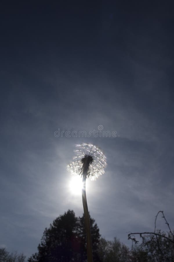 Light As Life Force in Nature Stock Image - Image of optically, photons ...