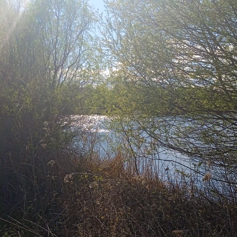 Light As Life Force in Nature Stock Photo - Image of beautiful, energy ...