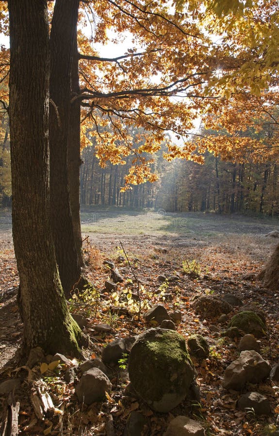 Light in autumn forest stock photo. Image of autumn, nature - 22276812