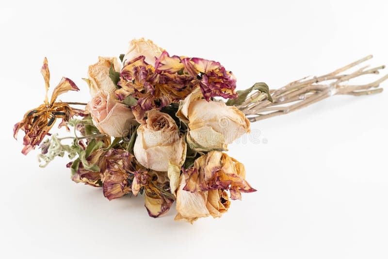 On a Light Background, a Bouquet of Dried Roses and Tulips Stock Image ...