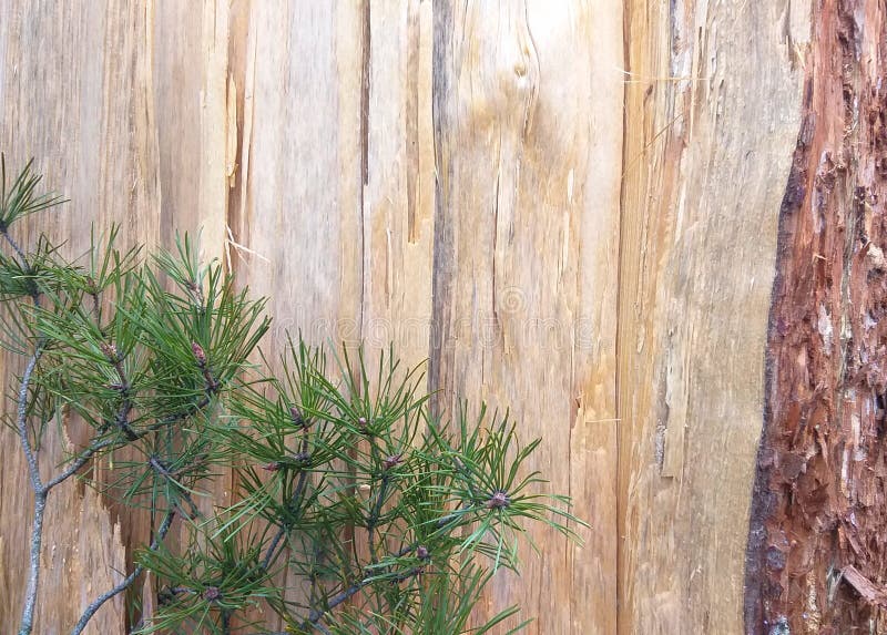 Light Background Wood Texture with Green Spruce Branch Stock Image ...