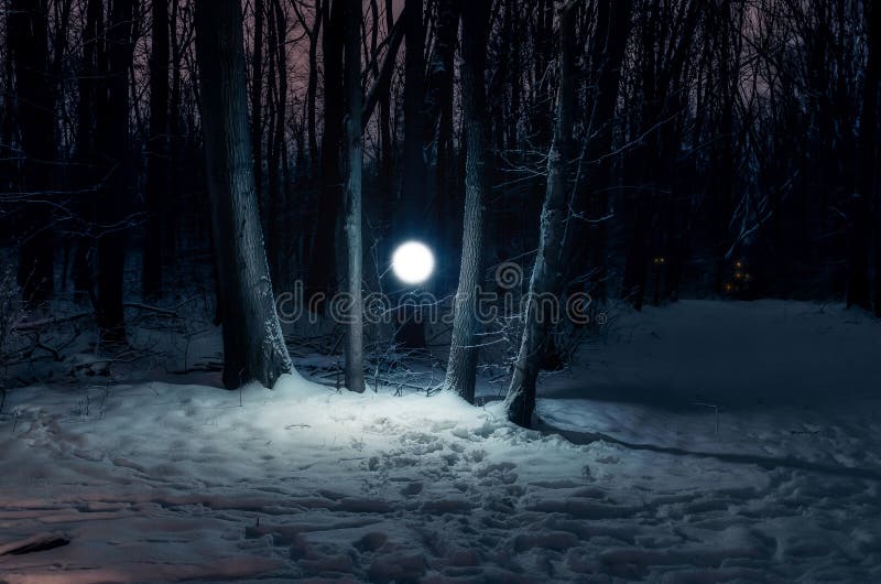 A Light Ball in the Forest between the Trees. Flying Light Ball in the ...