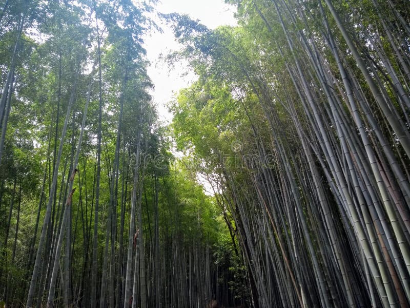 Light bamboo stock image. Image of leaf, culture, forest - 19770079