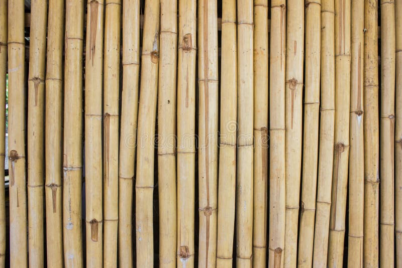 Light bamboo stock image. Image of leaf, culture, forest - 19770079