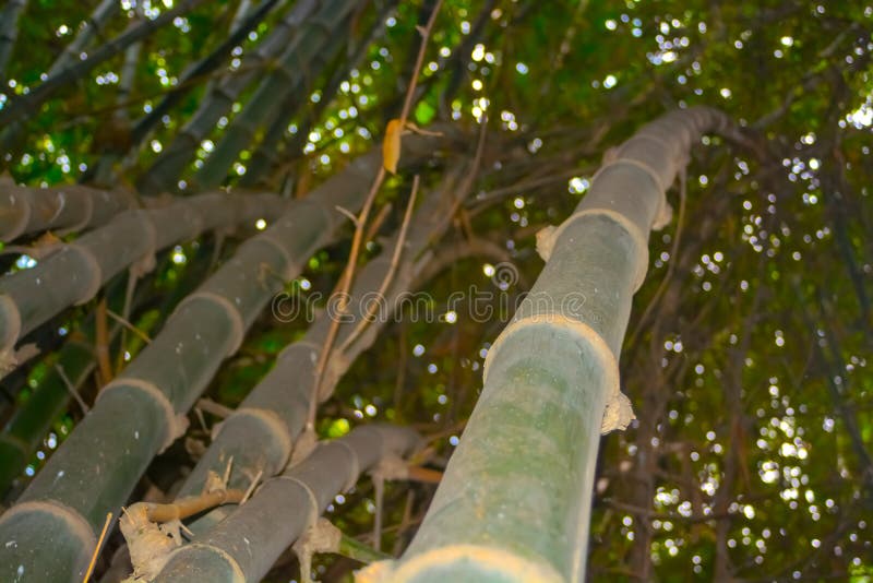 Light through the Bamboo Trees Stock Image - Image of beauty, tree ...