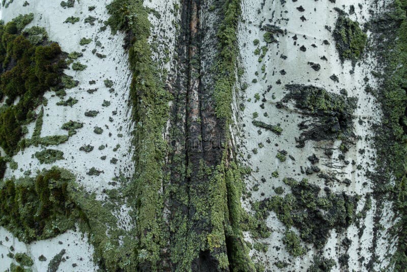 Light bark of a tree stock image. Image of materials - 102507821