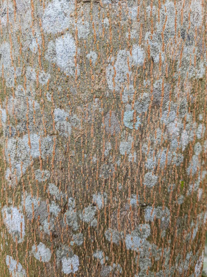 Light bark of a tree stock image. Image of materials - 102507821