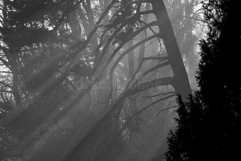 Light Bars Shine Like Spotlights through the Forest with Fir Tree in ...