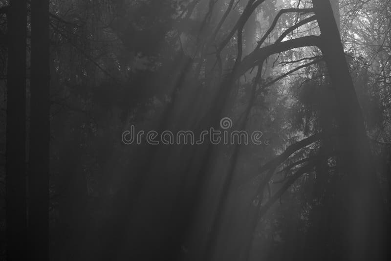 Light Bars Shine almost Vertical Like Spotlights through the Forest in ...