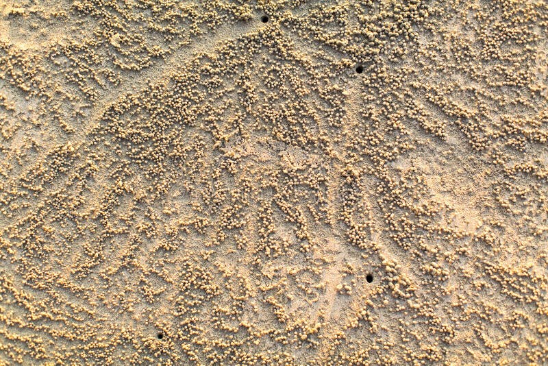 Light Beach Sand Texture. Nature. Stock Photo - Image of sand, surface ...