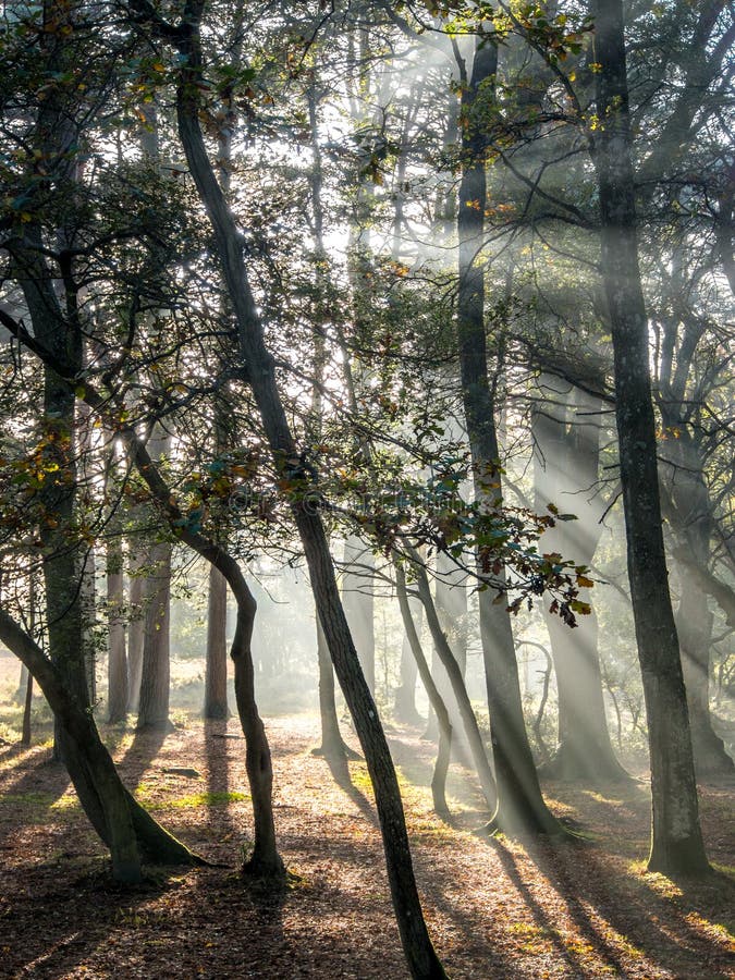 Light beam stock photo. Image of light, plants, woods - 30705060
