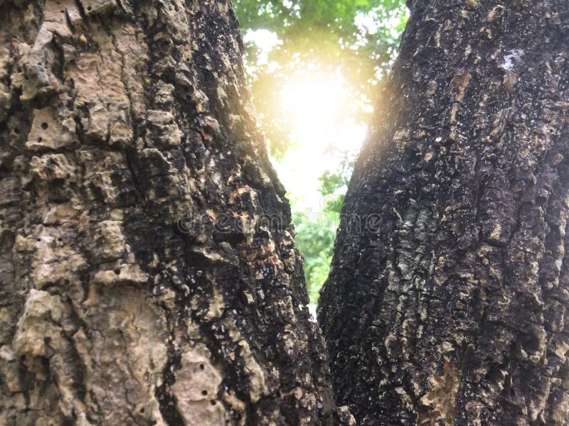Light Beam between Branch Tree. Stock Image - Image of branches ...