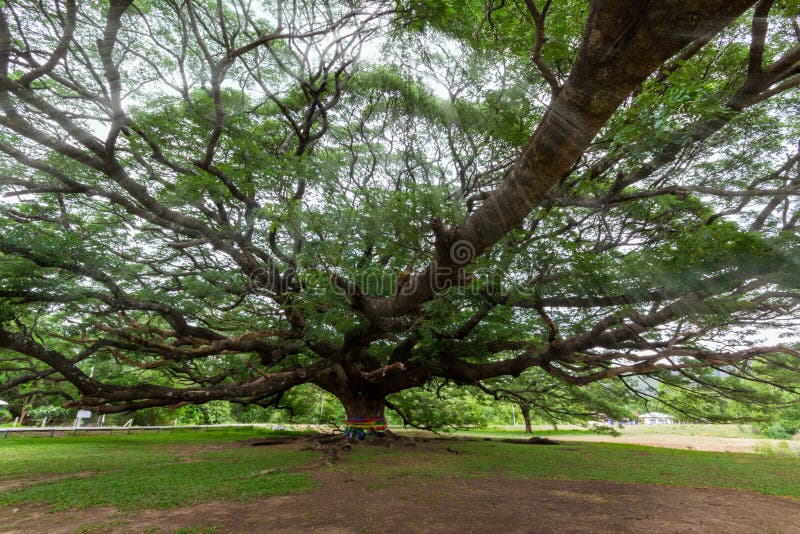 Light Beam Fall Down at Tree Stock Photo - Image of landscape ...