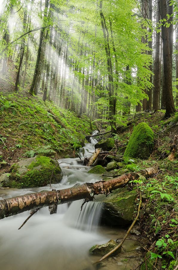 Light beam in the forest stock image. Image of forest - 53570359