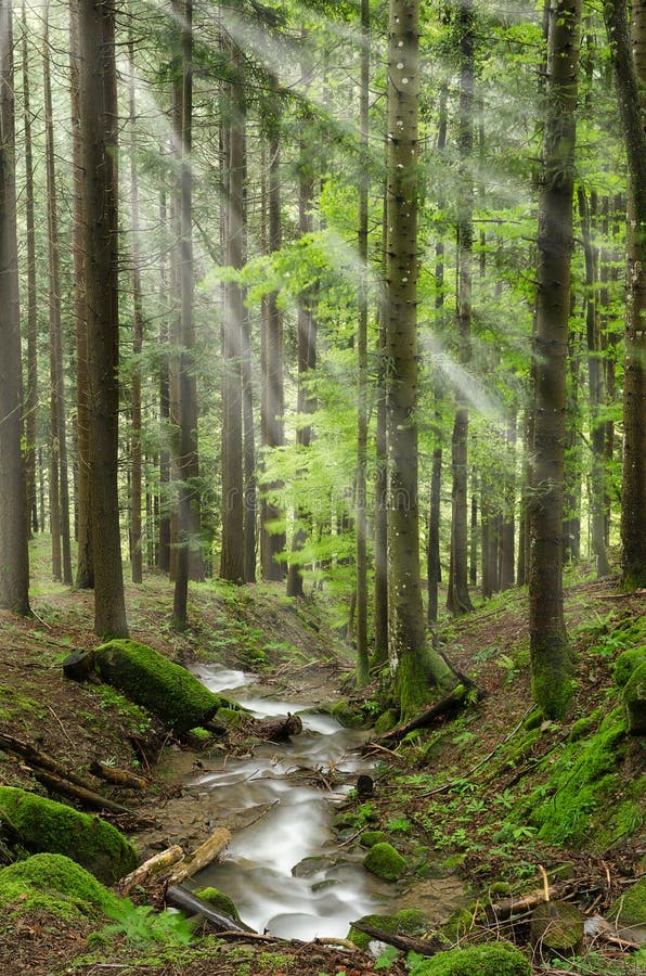 Light beam in the forest stock photo. Image of nature - 54467808