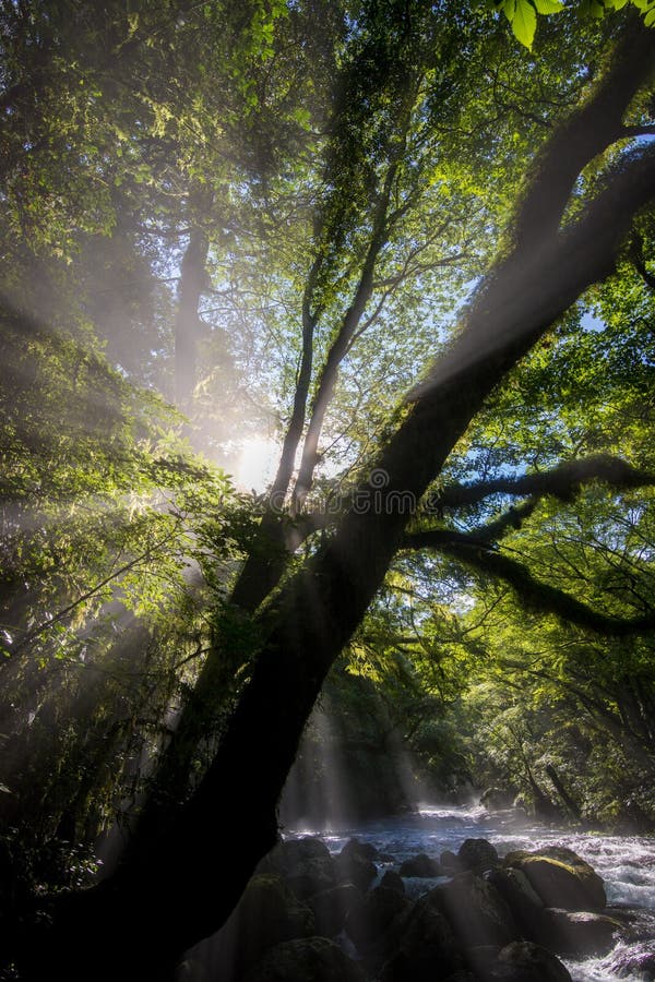 Light beam of the valley stock photo. Image of green - 247236958