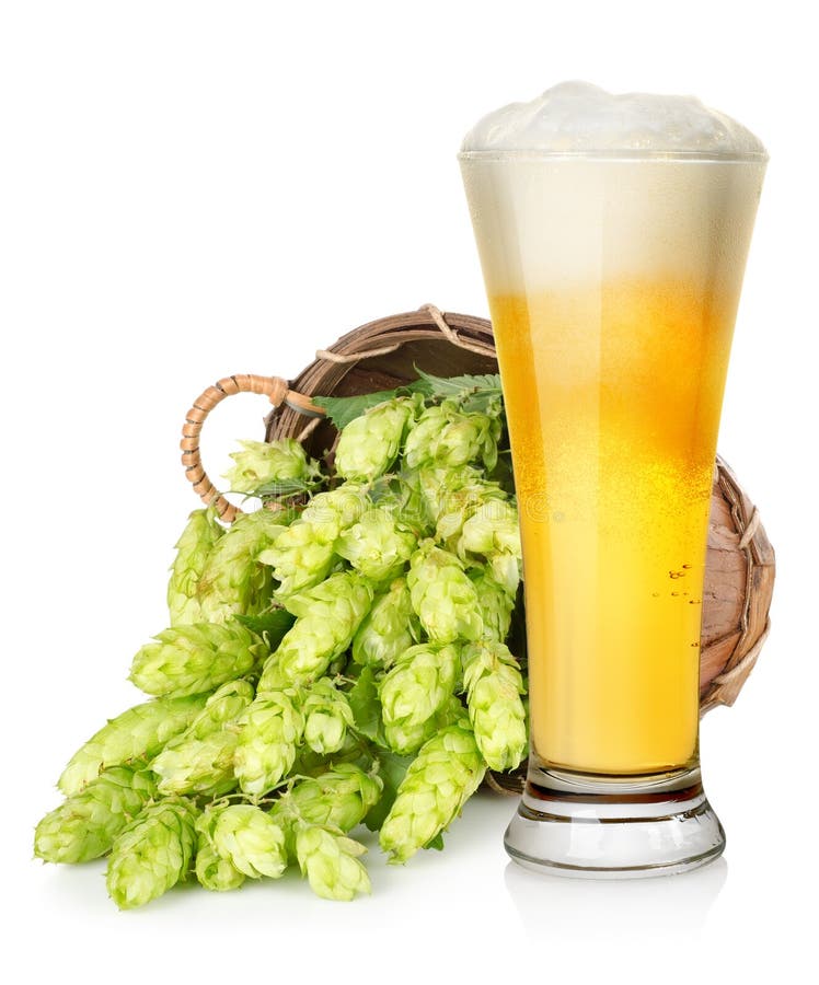 Beer and hops stock photo. Image of drought, curtains - 19821486