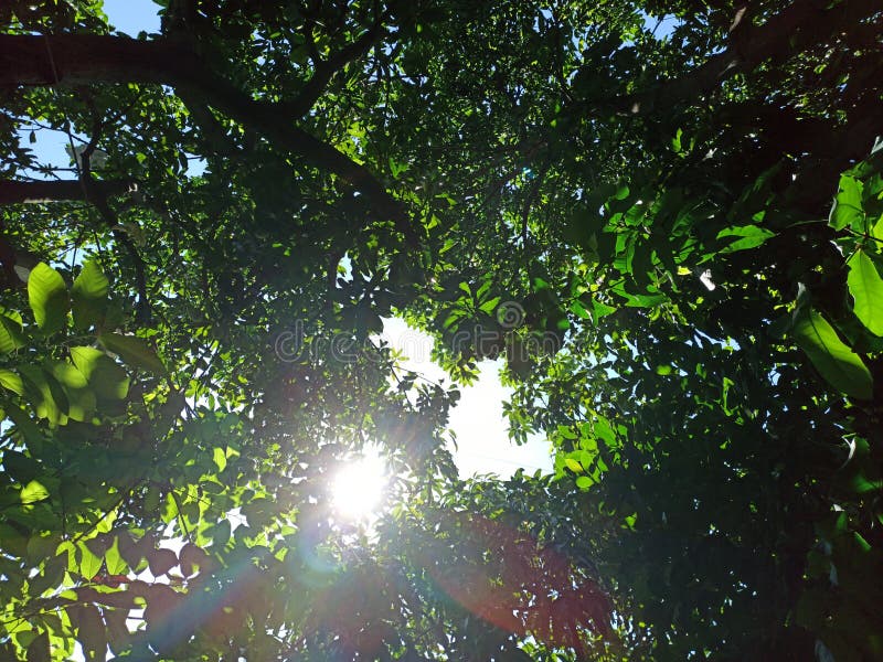 The Light Behind the Leaves Stock Image - Image of forest, jungle ...