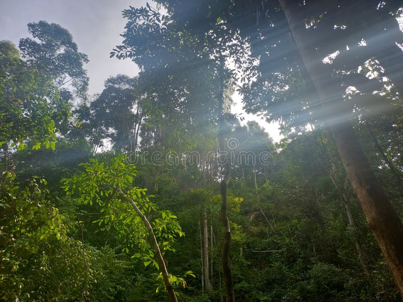 The Light Behind the Tree is Very Beautiful Stock Photo - Image of ...