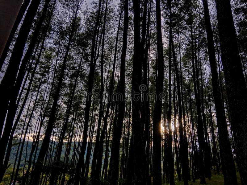 Light Behind the Trees Make Some Shadow Stock Photo - Image of woodland ...