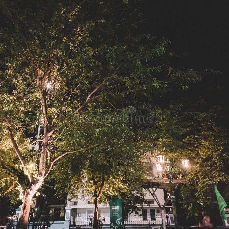 Light behind the trees stock photo. Image of light, branch - 262405086