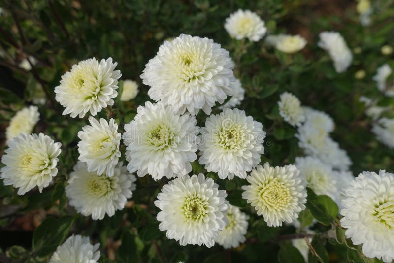 Light Beige Flowers of Chrysanthemums Stock Image - Image of ornamental ...