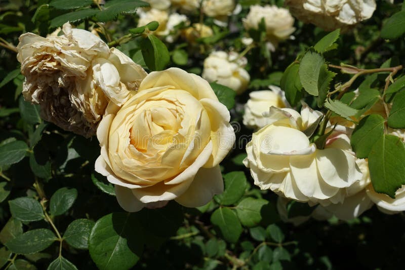 Light Beige Flowers of Roses Stock Photo - Image of pale, bloom: 329601604