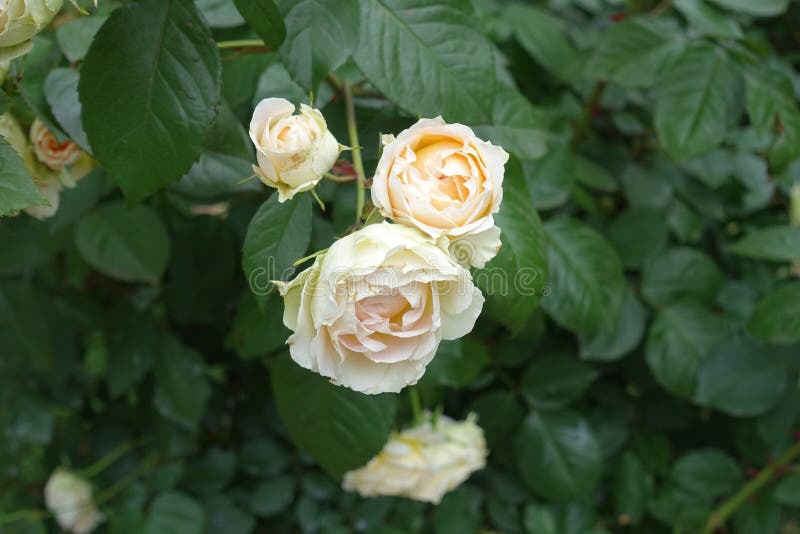 Light Beige Flowers of Roses in June Stock Image - Image of orange ...