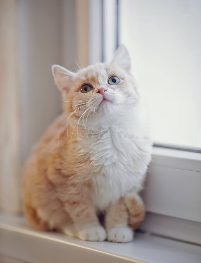 Beige Tabby Kitten on the Windowsill Stock Photo - Image of furry ...