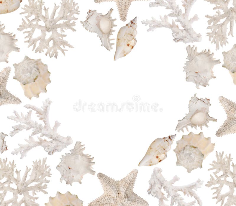 Light Beige Sea Shell Animals Background Stock Image - Image of ...
