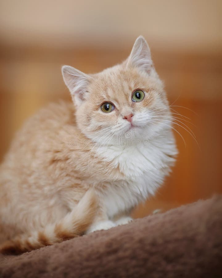 Beige Tabby Kitten on the Windowsill Stock Photo - Image of furry ...
