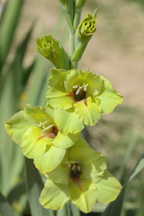 Bilious Yellow Gladiolus Blossom. Stock Photo - Image of gladiolus ...