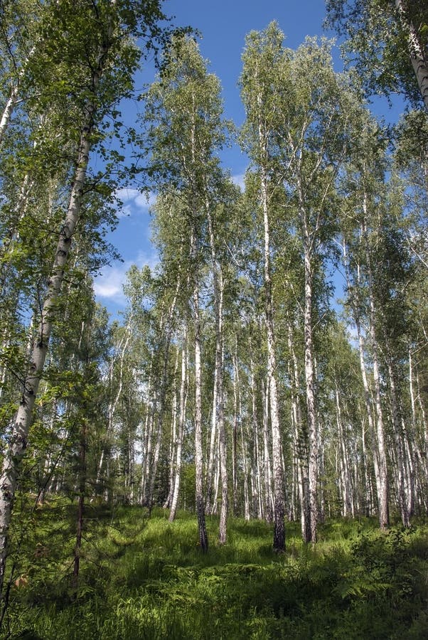 Light birch wood stock image. Image of spring, heat, rural - 80156337
