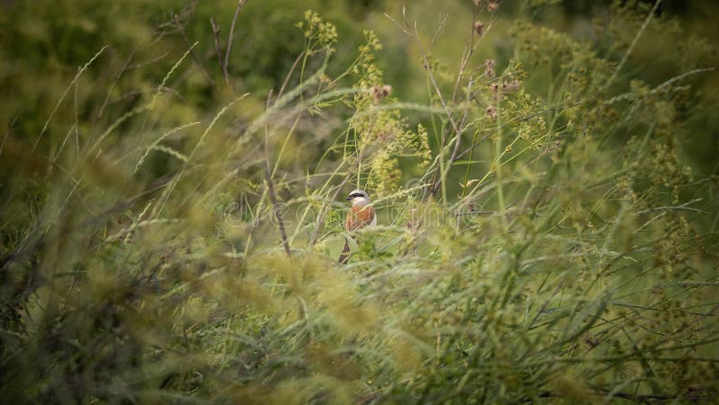 Light Bird Sits on the Grass among the Meadow Stock Image - Image of ...