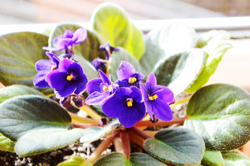 Light Blue African Violet with Green Leaves Stock Image - Image of ...