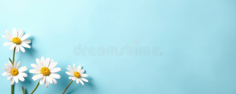 Light Blue Backdrop, White Daisies in Bottom Corner Simple, Elegant ...