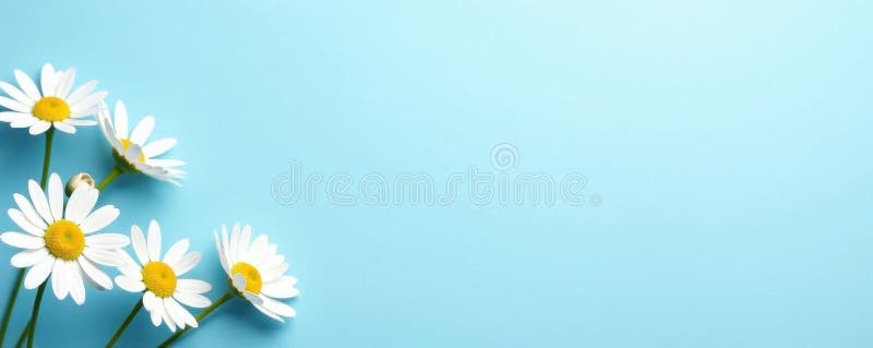 Light Blue Backdrop, White Daisies in Bottom Corner Simple, Elegant ...