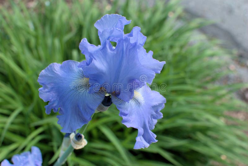 A light blue bearded Iris. stock photo. Image of blossom - 245224190