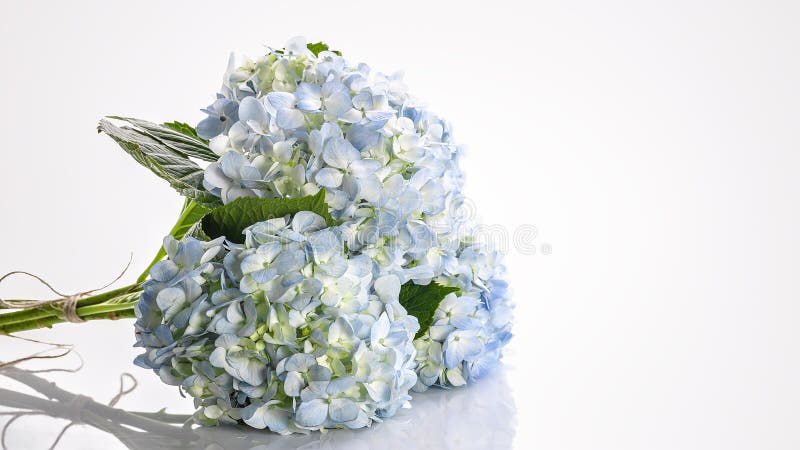 Light Blue Branch of Hydrangea on a White Background. Web Banner Format ...