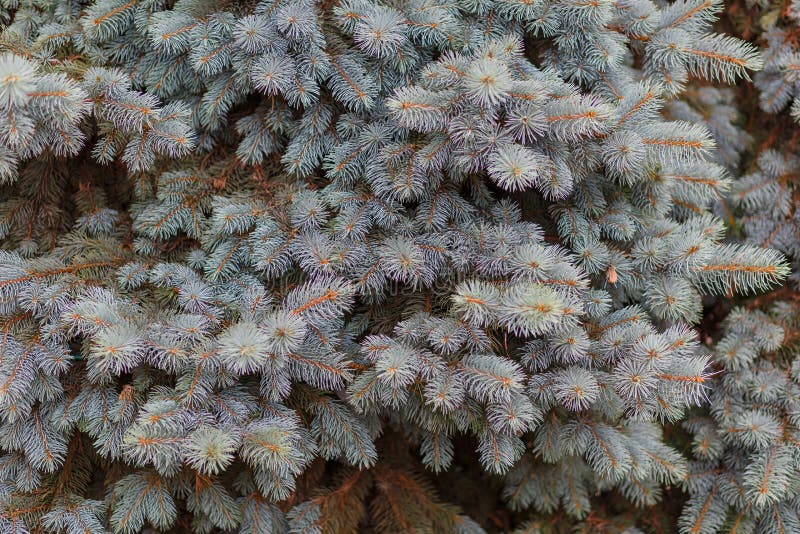 Light Blue Branches of Slender Young Fur-tree. New Year Tree Stock ...