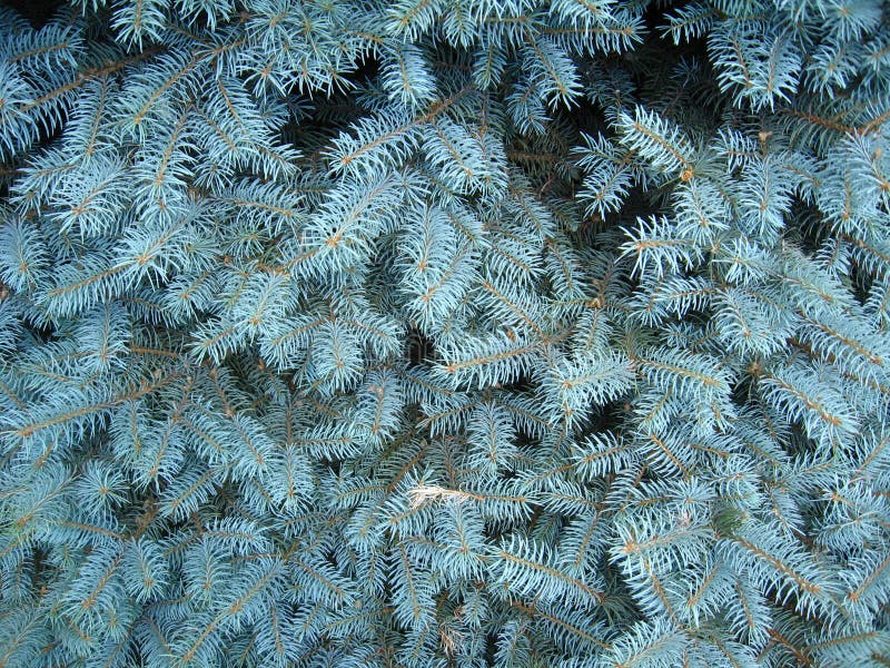 Light blue fur-tree stock photo. Image of limbs, branch - 63414210
