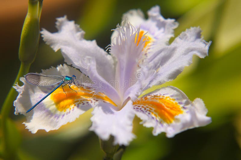 Light Blue Bulb Flower Iris Japonica with Insect- Stock Photo - Image ...